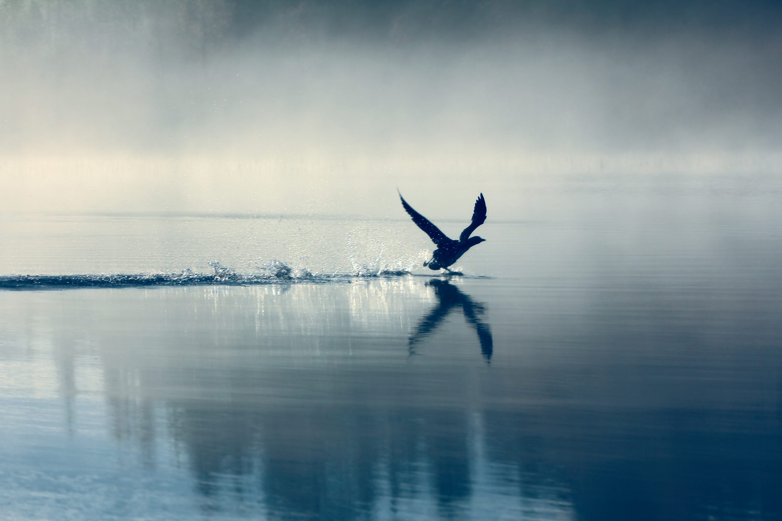 Bird Taking Off